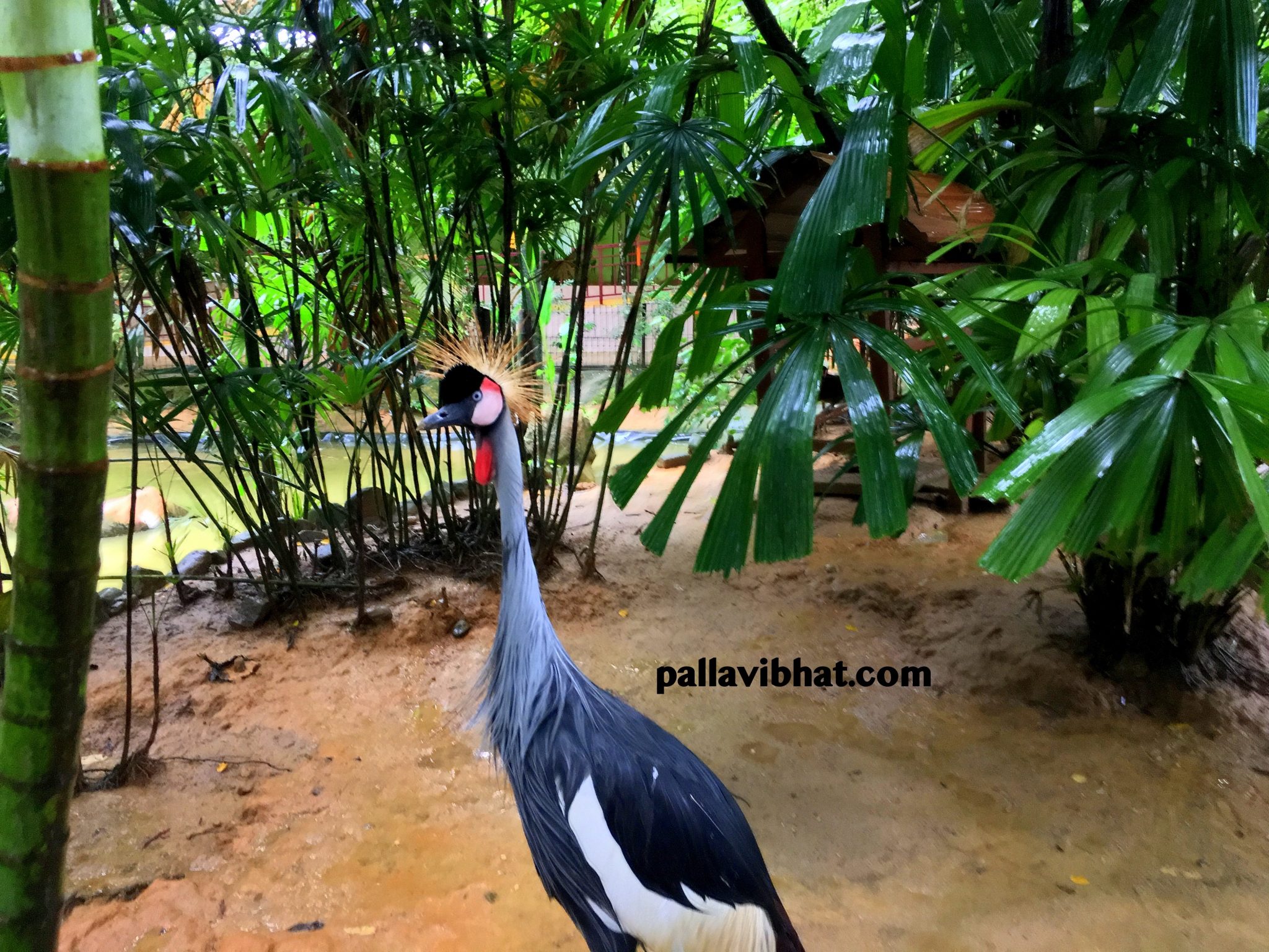 The perfect Langkawi itinerary | 4 days in Langkawi, Malaysia - Pallavi ...